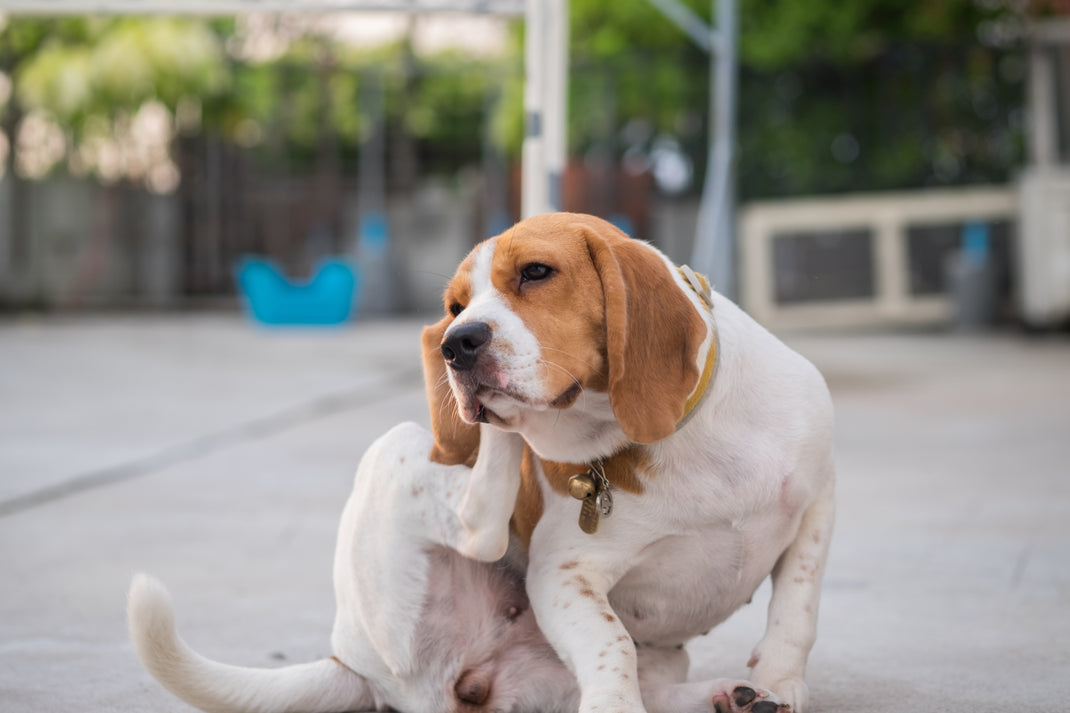 🐶 Say Goodbye to Itchy, Irritated Ears – Relief your dog can feel ...